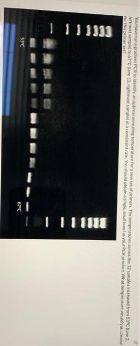You have run a gradient PCR to identify an optimal | Chegg.com