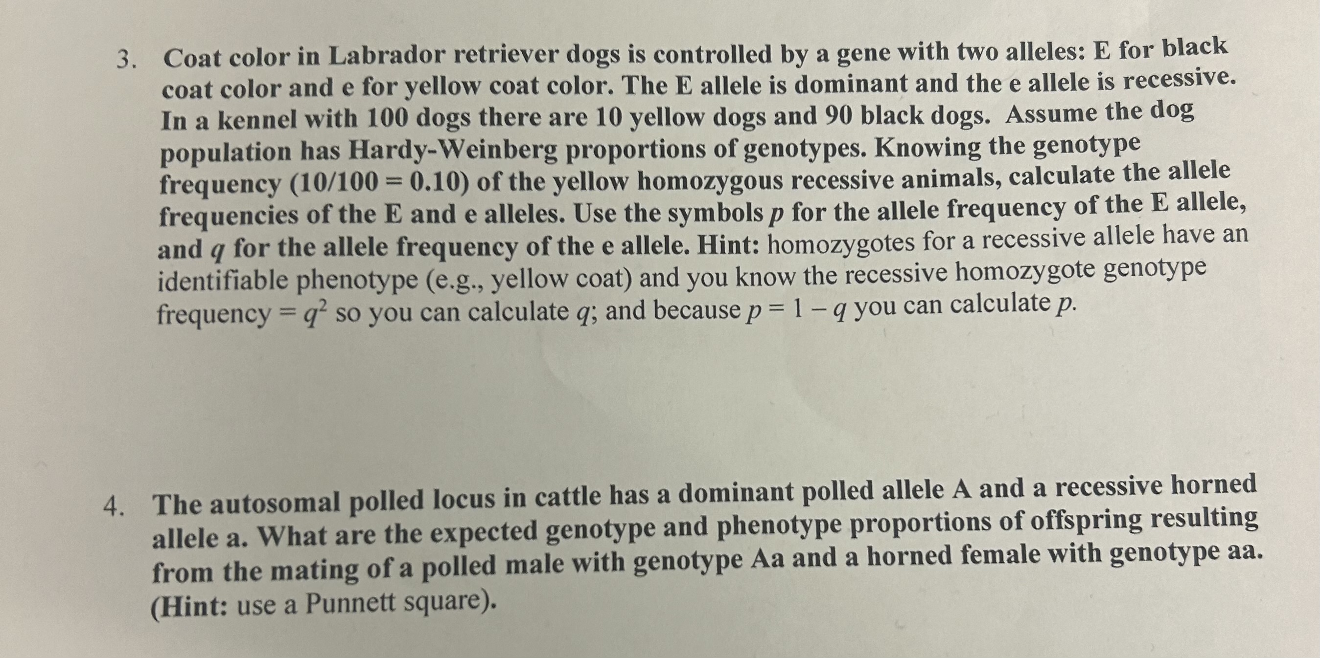 Solved Coat color in Labrador retriever dogs is controlled | Chegg.com