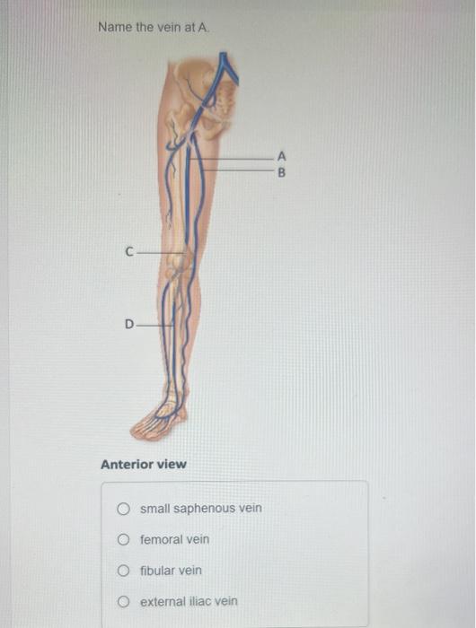 Name the vein at A. Anterior view small saphenous | Chegg.com