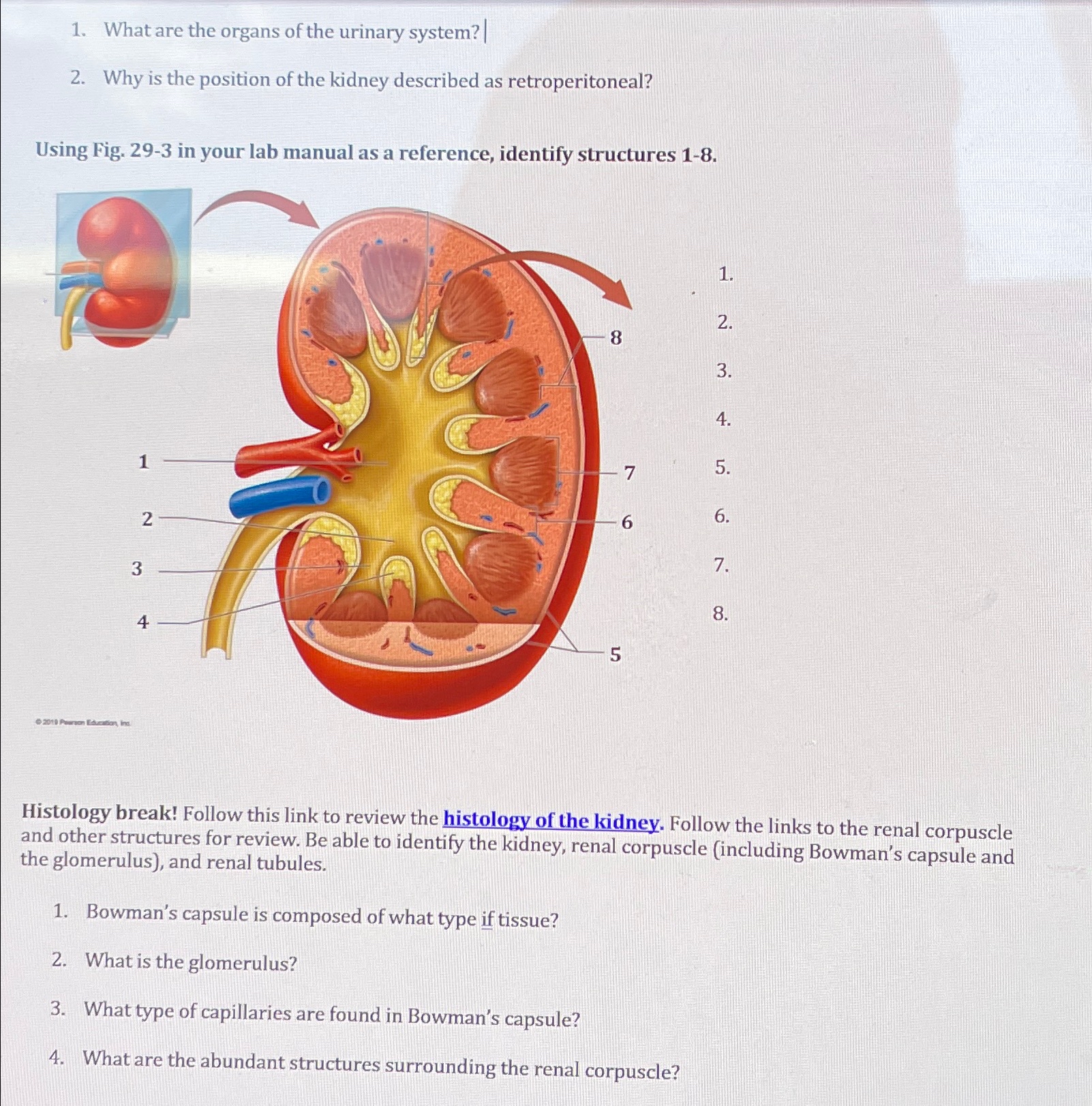 Solved What are the organs of the urinary system?Why is the | Chegg.com