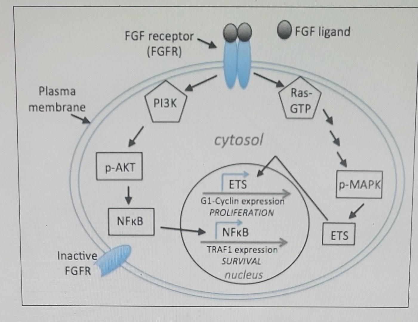 Solved where in this cell is the FGFR protein translated? | Chegg.com