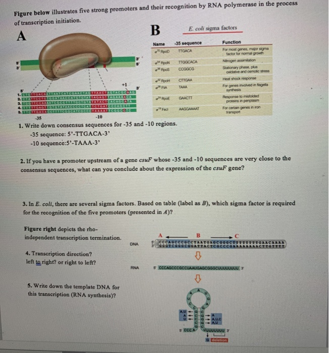 Solved Figure below illustrates five strong promoters and | Chegg.com