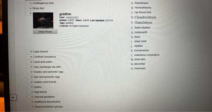 Solved Vertebrates Cartilaginous fish Bony fish goldfish | Chegg.com