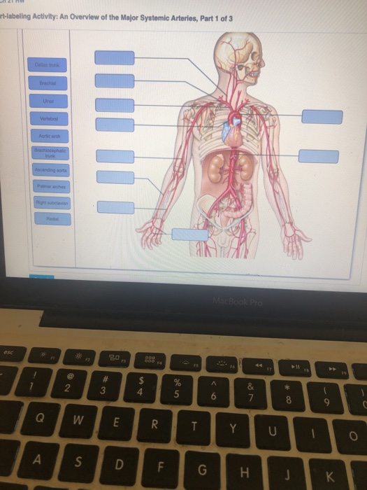 Solved drag the labels onto the diagram to identify the | Chegg.com