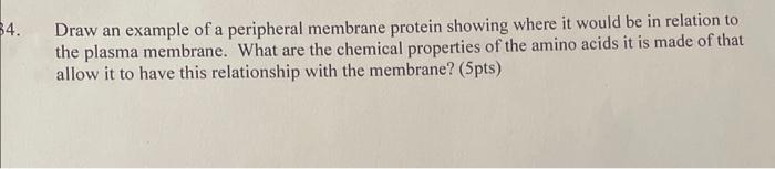 Solved Draw an example of a peripheral membrane protein | Chegg.com