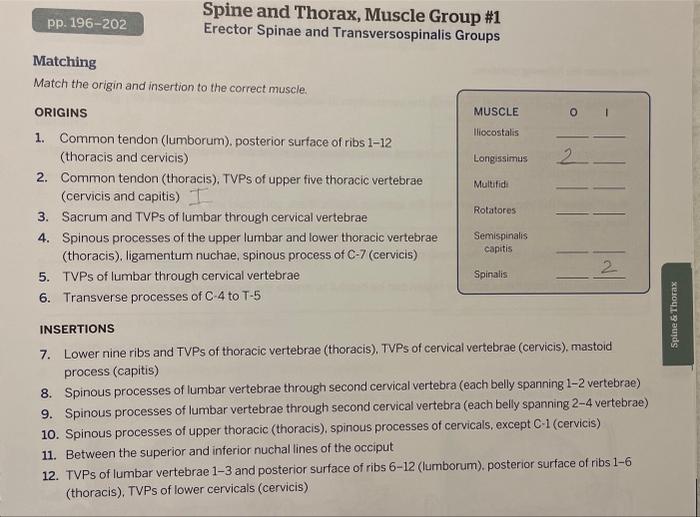 Solved Spine and Thorax, Muscle Group #1 Erector Spinae and | Chegg.com