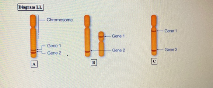 Solved Diagram LL Chromosome Gene 1 Gene 1 Gené 1 Gene 2 | Chegg.com