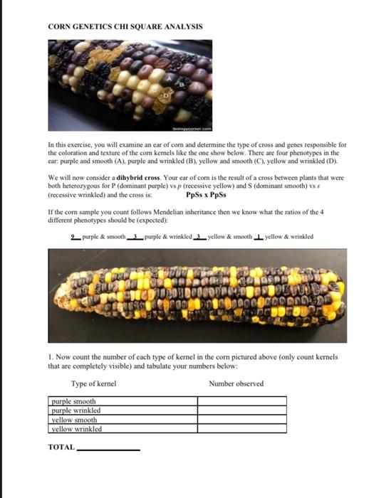 Solved CORN GENETICS CHI SQUARE ANALYSIS In this exercise, | Chegg.com