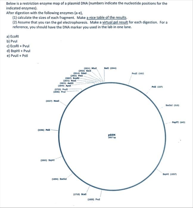 Solved Below is a restriction enzyme map of a plasmid DNA | Chegg.com