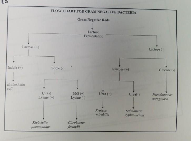 Solved Gram Stain Results Visualized Using the 100x | Chegg.com