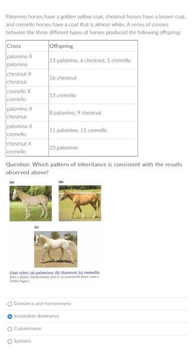 Solved Palomino horses have a golden yellow coat, chestnut | Chegg.com