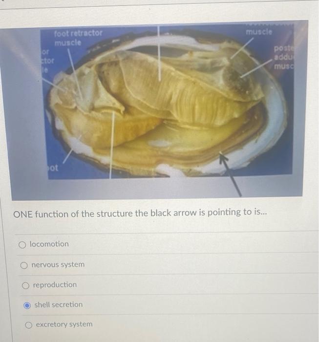 Solved muscle foot retractor muscle OF stor poste addu musc | Chegg.com