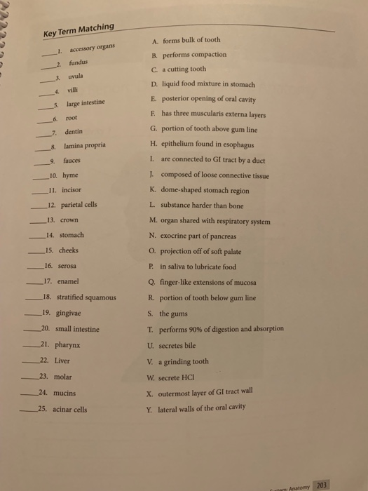 Solved 2222 Key Term Matching A forms bulk of tooth | Chegg.com