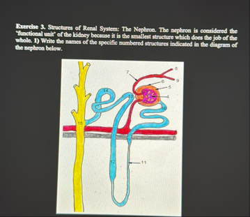 Solved Brerclse 3. ﻿Structures of Renal System: The Nephron. | Chegg.com