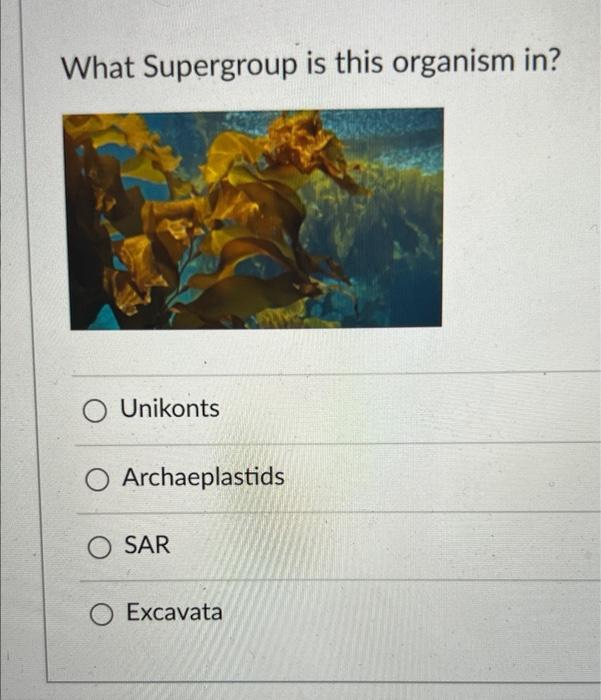 Solved What Supergroup is this organism in? SAR O | Chegg.com