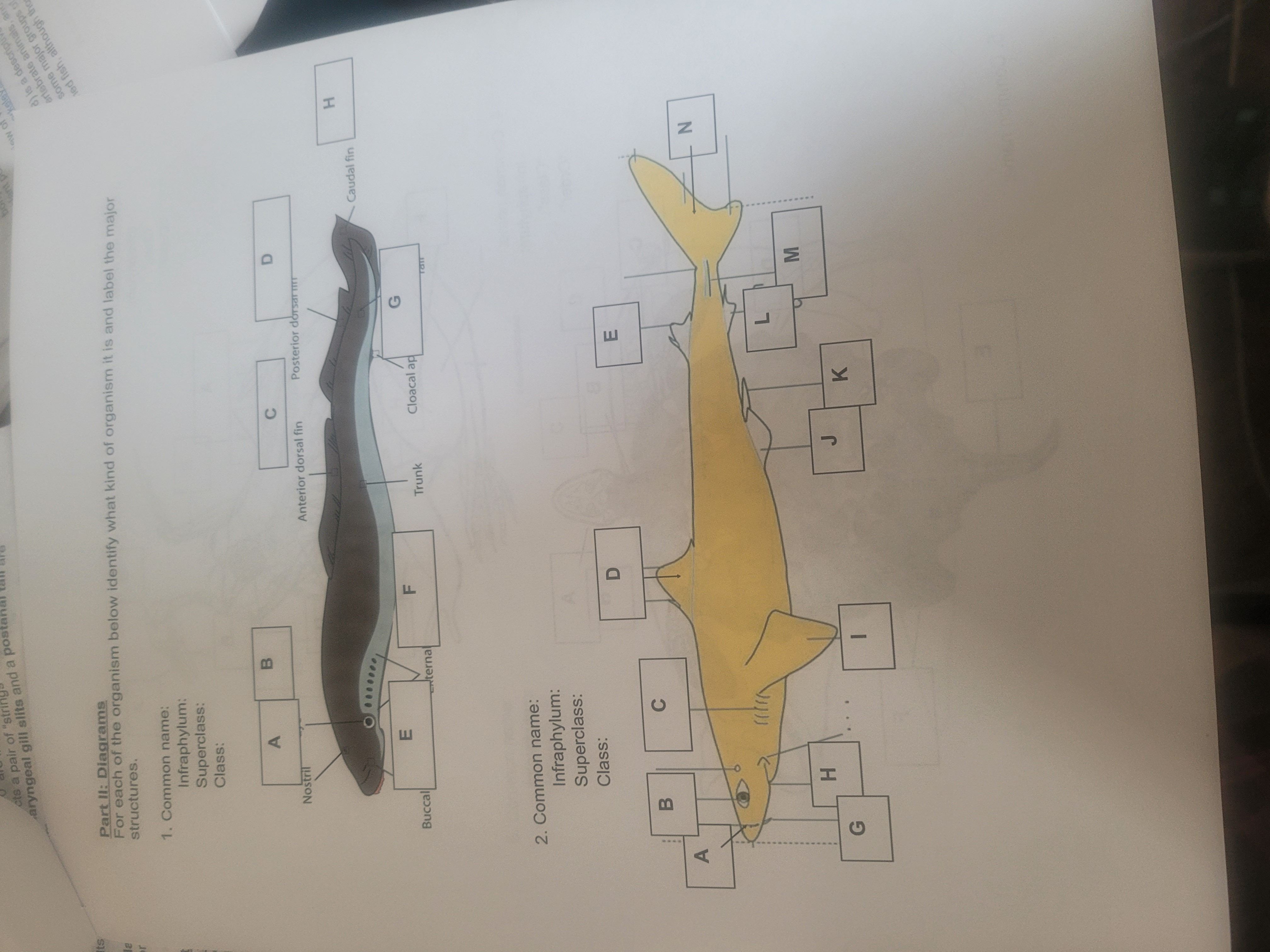 Solved for part 1 ﻿and 2 ﻿identify what kind of organism it | Chegg.com