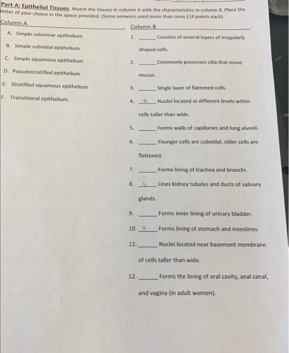 Solved Part A: Epithelial Tissues. Match the tissues in | Chegg.com