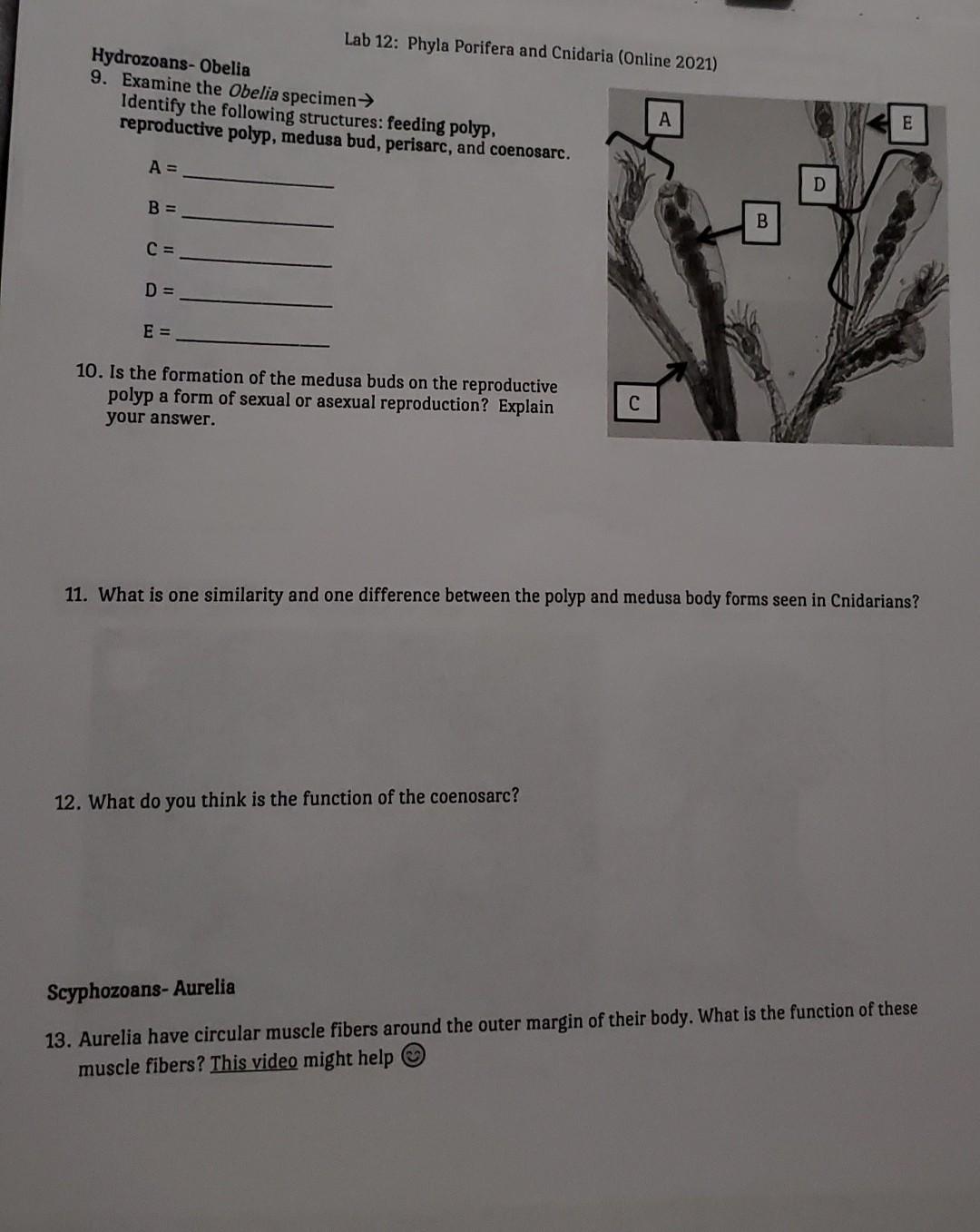 Solved Lab 12: Phyla Porifera and Cnidaria (Online 2021) | Chegg.com