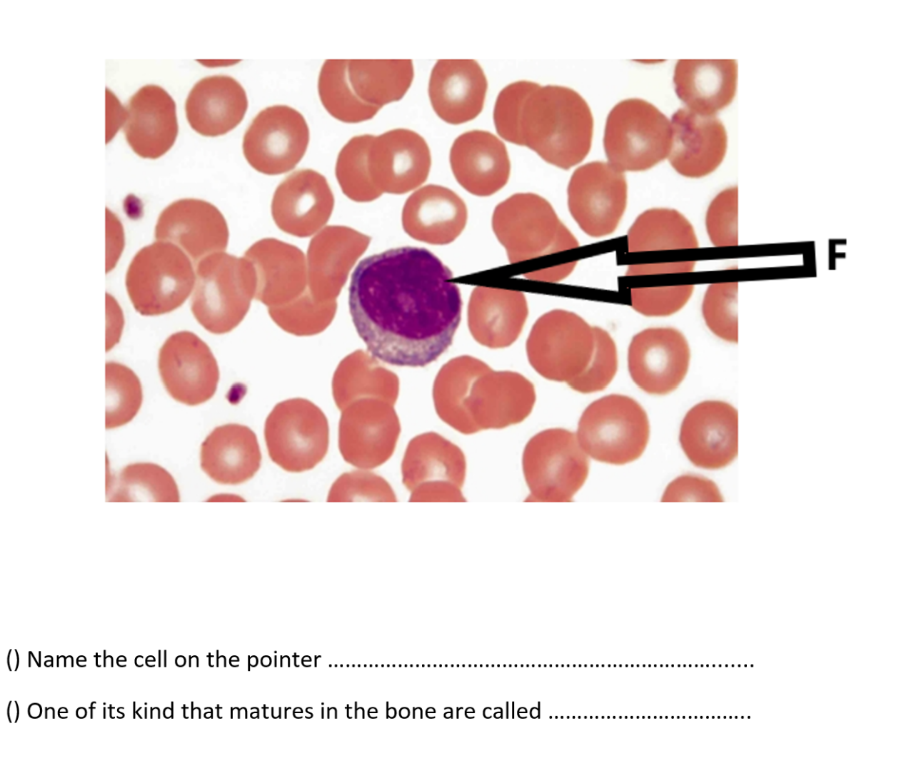 Solved () ﻿Name the cell on the pointer() ﻿One of its kind | Chegg.com