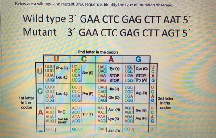 Solved Below are a wildtype and mutant DNA sequence. | Chegg.com