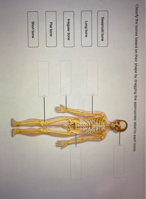 Solved Classify The Bones Based On Their Shape By Dragging
