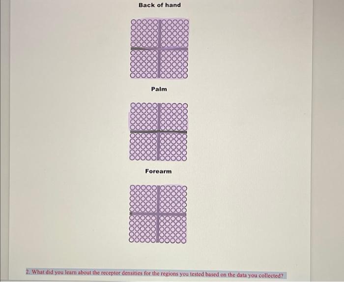 Solved Back of hand Palm Forearm 2. What did you leam about | Chegg.com