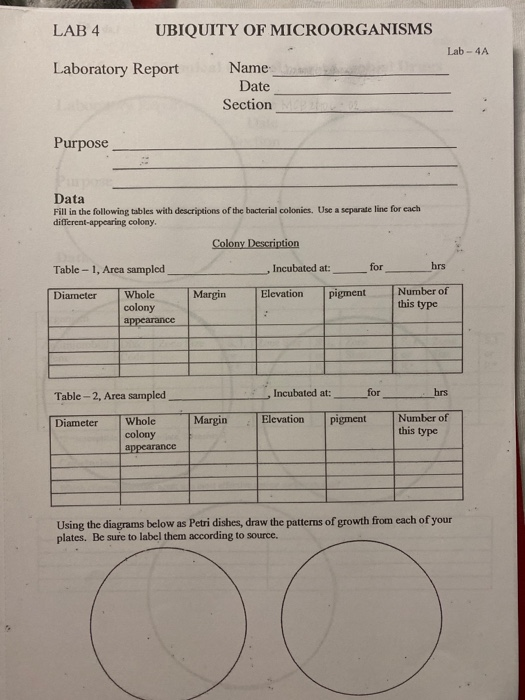 LAB 4 UBIQUITY OF MICROORGANISMS Lab - 4A Laboratory | Chegg.com