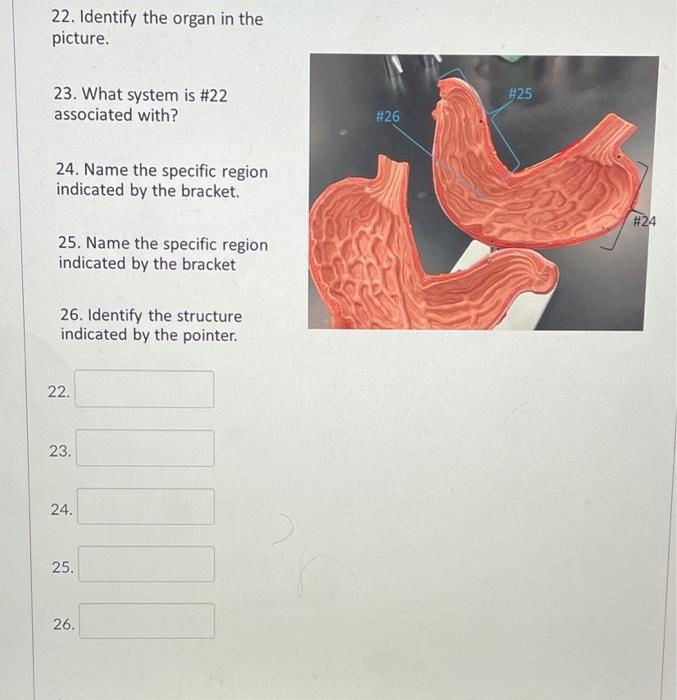 Solved 18. Identify the organ indicated by the pointer. 19. | Chegg.com