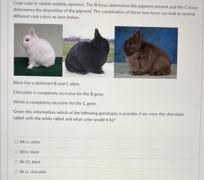 Solved Coat color in rabbits exhibits epistasis. The B locus | Chegg.com