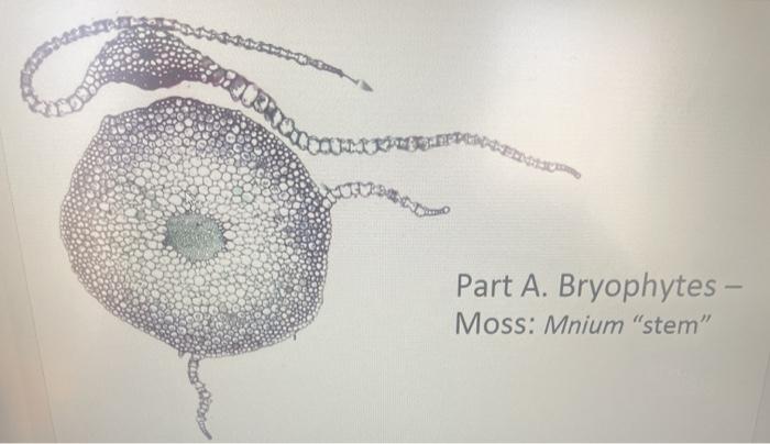 Solved Part A. Bryophytes - Moss: Mnium "stem" Part A. | Chegg.com