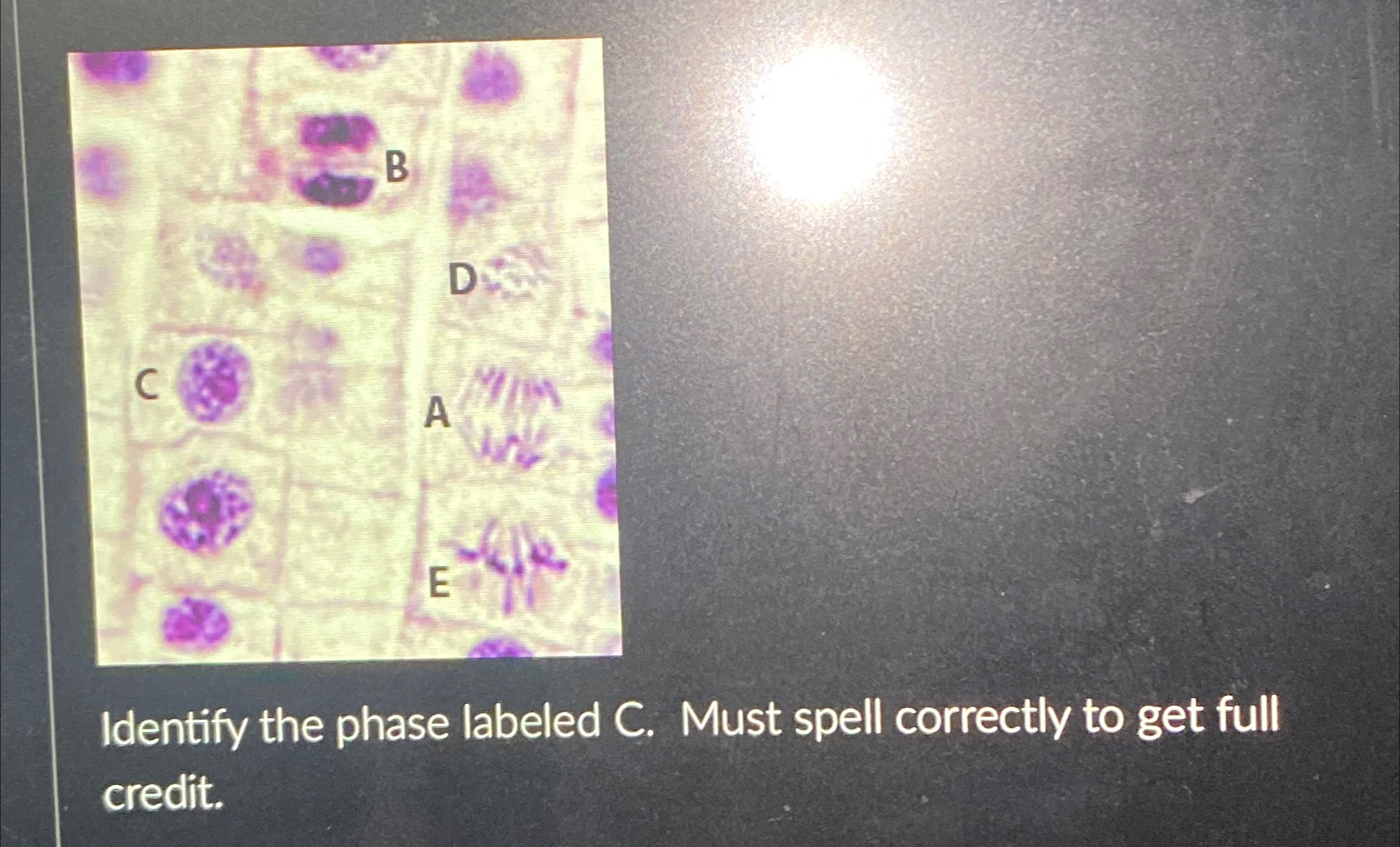 Solved Identify the phase labeled C. ﻿Must spell correctly | Chegg.com