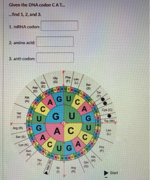 Solved Given the DNA codon CAT... ...find 1, 2, and 3. 1. | Chegg.com