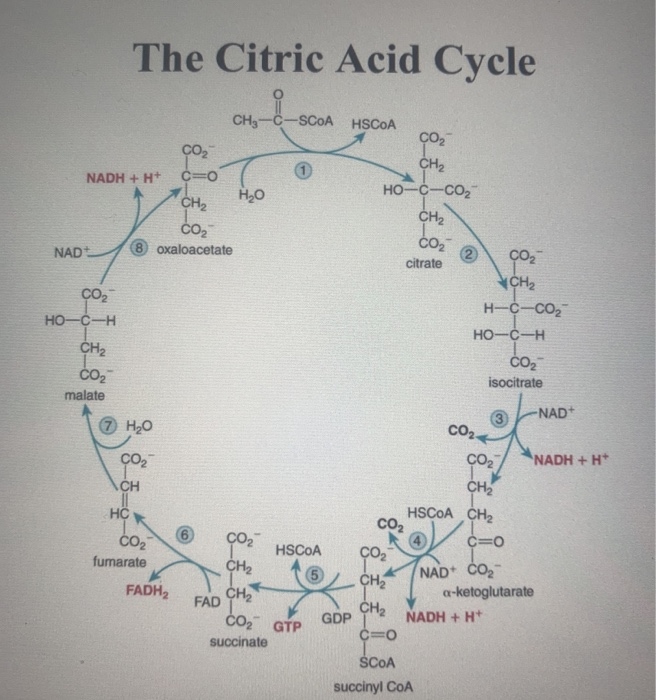 Solved 5) Use the citric acid cycle to answer the following | Chegg.com