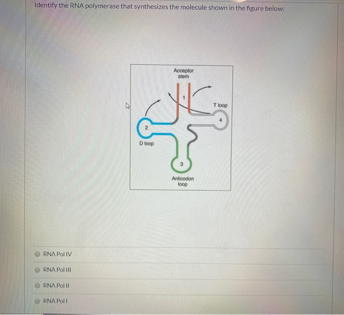 Solved Identify the RNA polymerase that synthesizes the | Chegg.com
