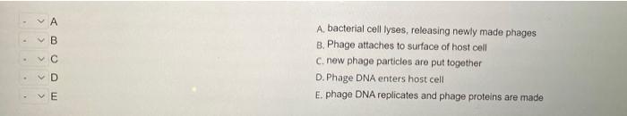 Solved QUESTION 15 Match the stage of the lytic replication | Chegg.com