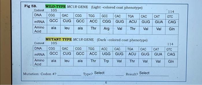 Solved Write the codon number(s) where you find each | Chegg.com