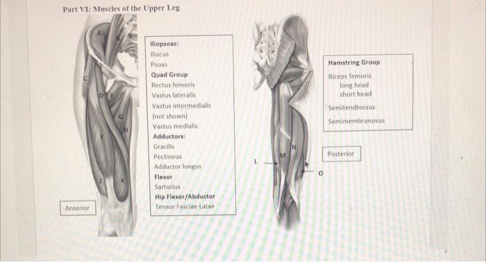 Solved Part VI: Muscles of the Upper Leg | Chegg.com