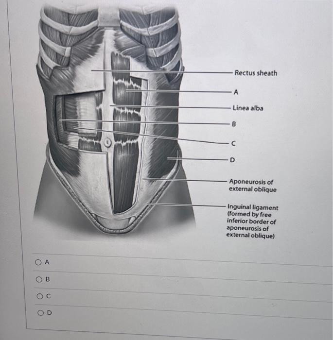 Solved Rectus sheath A Linea alba B - Aponeurosis of | Chegg.com