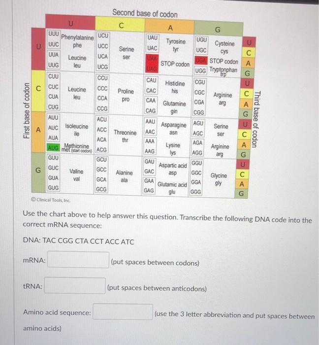 Solved UGU phe CAU Histidine C CUC First base of codon | Chegg.com