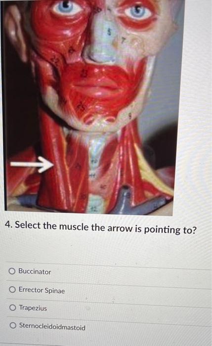 Solved 4. Select the muscle the arrow is pointing to? | Chegg.com