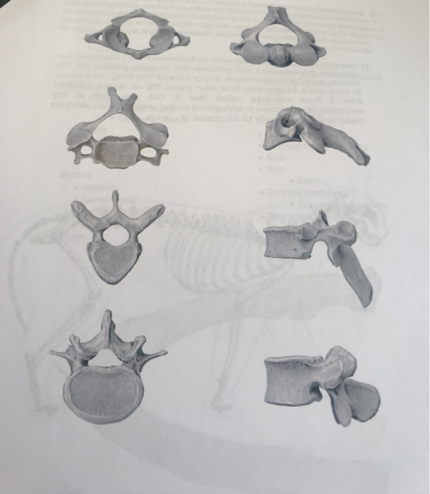 Solved can you match tbis lictures to the list:label C1, C2, | Chegg.com