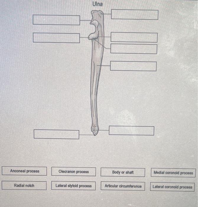 Ulna Anconeal process Olecranon process Body or shaft | Chegg.com
