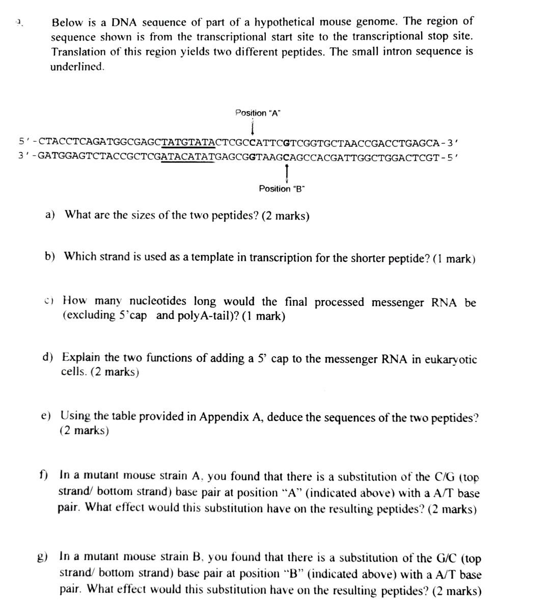 3 Below is a DNA sequence of part of a hypothetical | Chegg.com