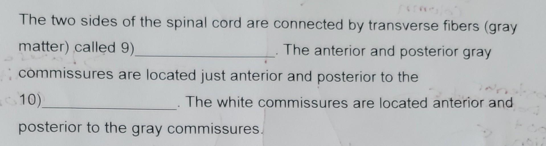 Solved The two sides of the spinal cord are connected by | Chegg.com