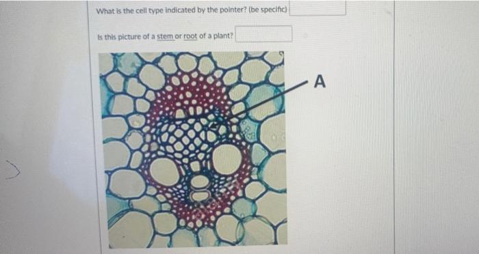 Solved What is the tissue indicated by the pointer? (be | Chegg.com