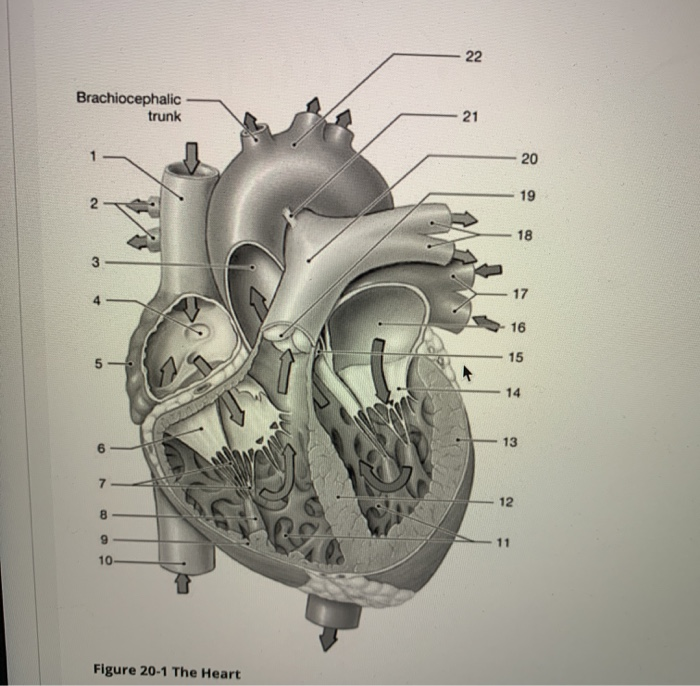 Solved Brachiocephalic trunk Figure 20-1 The Heart | Chegg.com