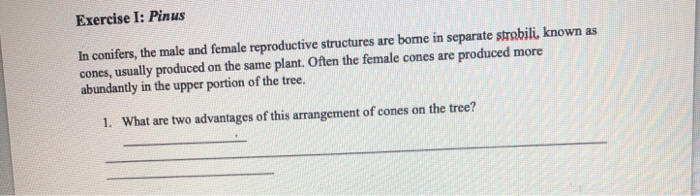 Solved Exercise I: Pinus In conifers, the male and female | Chegg.com