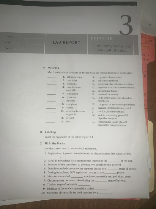 Solved: EXERCISE LAB REPORT Organization Of The Skeletal S... | Chegg.com