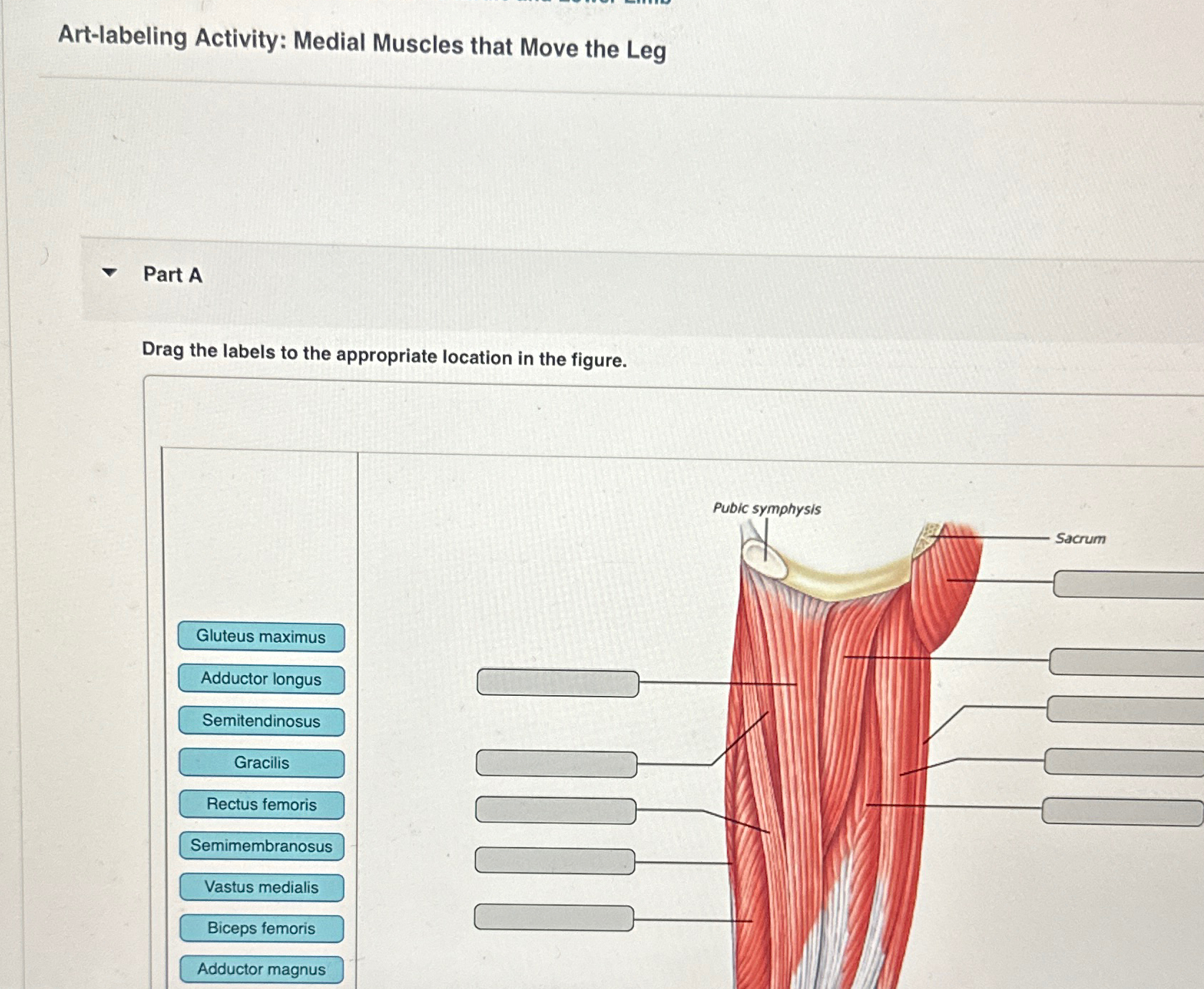 Solved Art-labeling Activity: Medial Muscles that Move the | Chegg.com