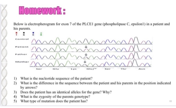 Solved Homework: Below is electropherogram for exon 7 of the | Chegg.com